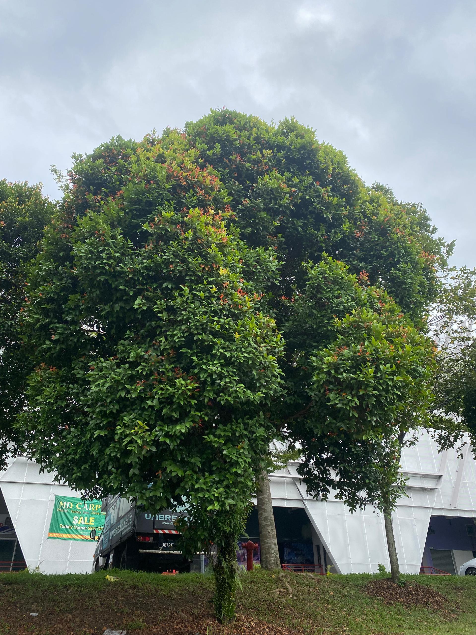 Tree detection (tree-detection-v4x2j) - Roboflow Universe