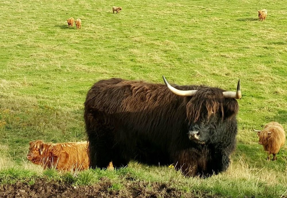 Cow Detection Object Detection Dataset And Pre Trained Model By Chairul
