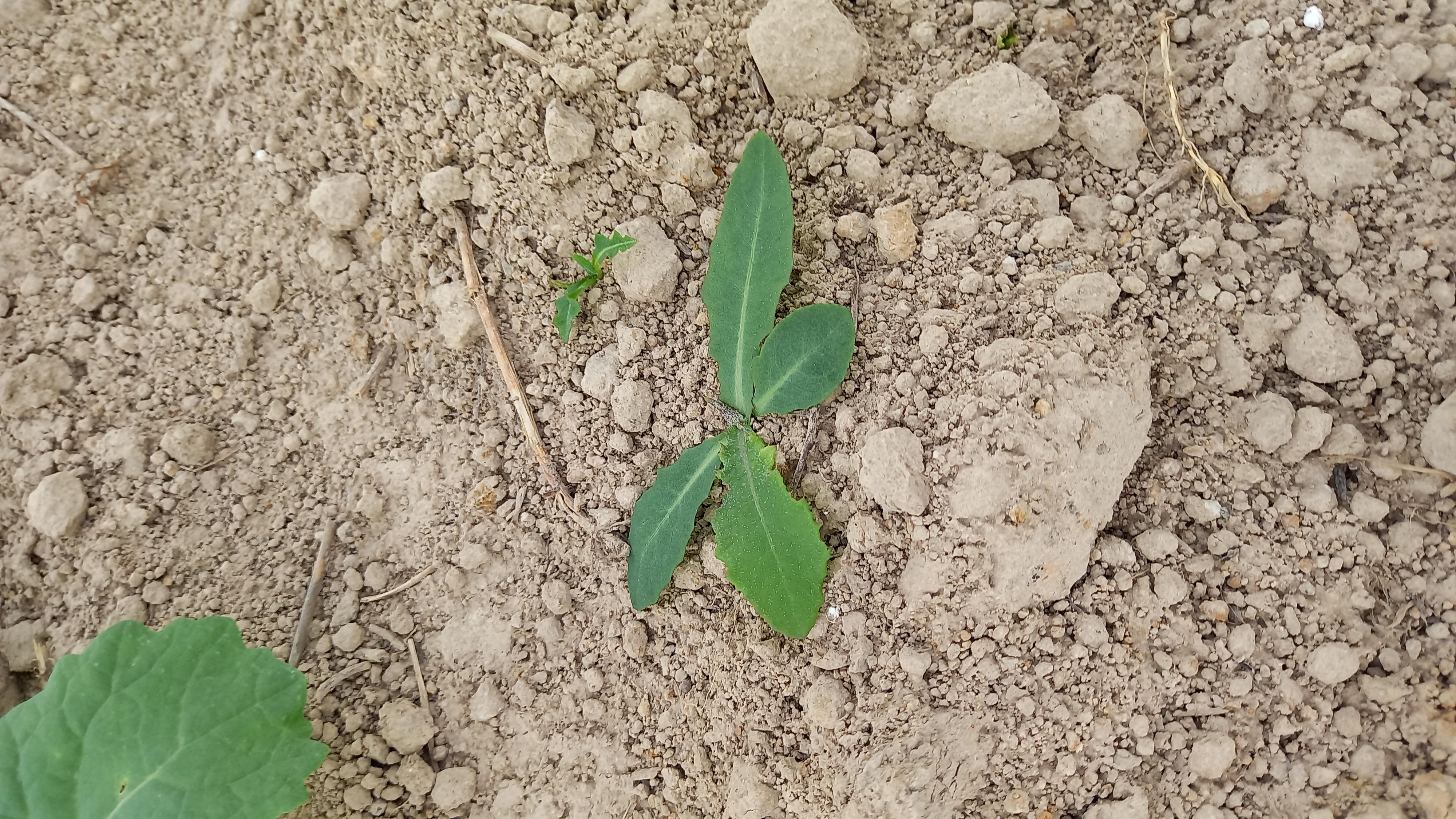 Weed Object Detection Model by Weed