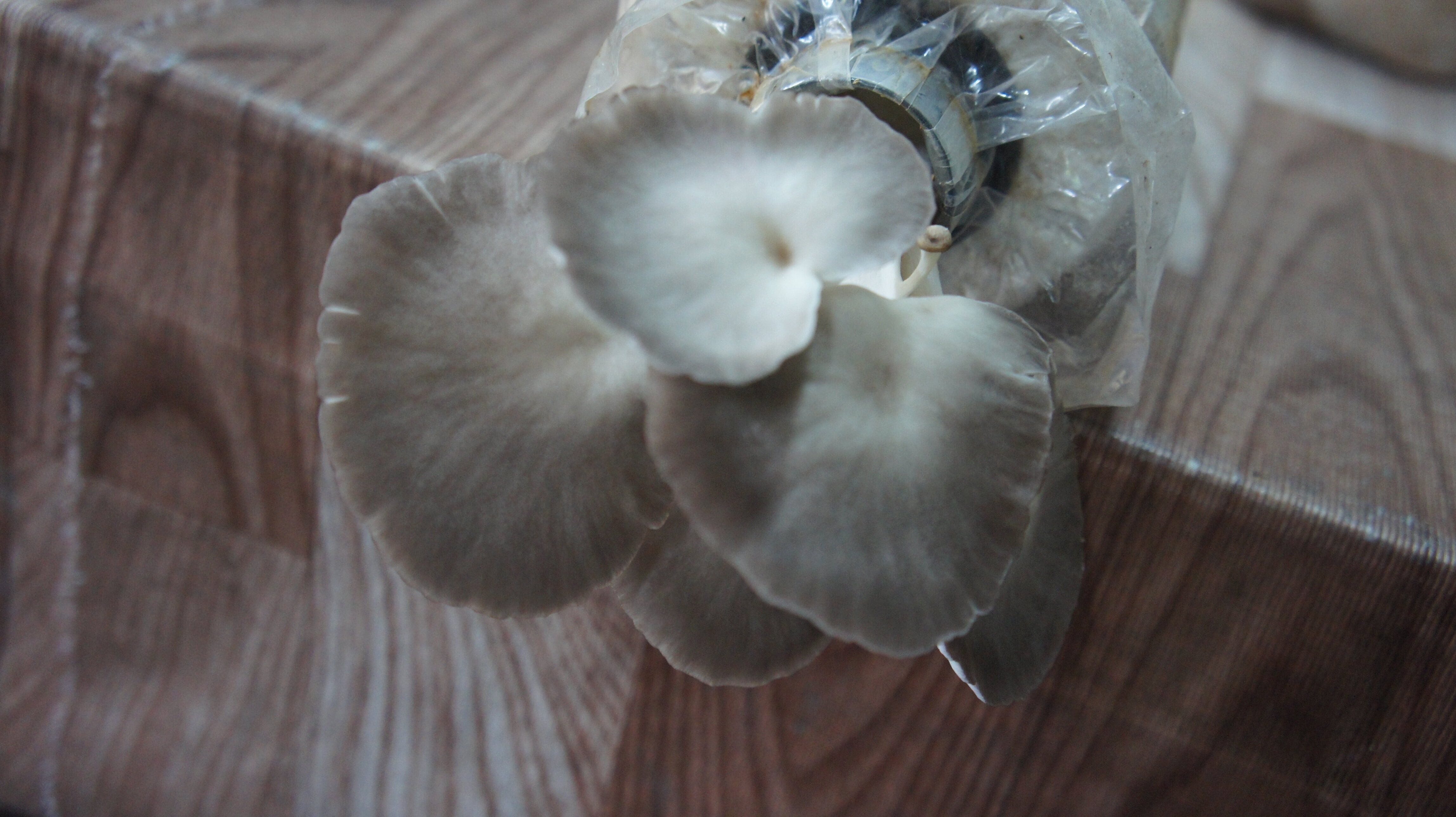 Iot Oyster Mushroom Monitoring System With Machine Learning Object Detection Dataset By Bounding