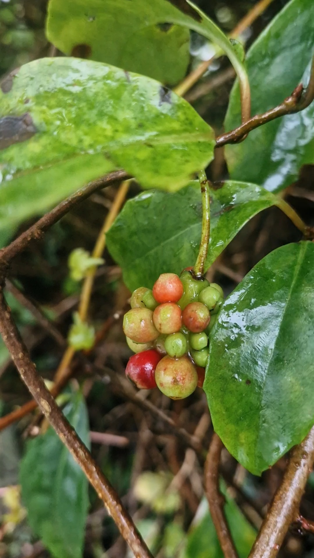 Test Object Detection Dataset By First Roboflow