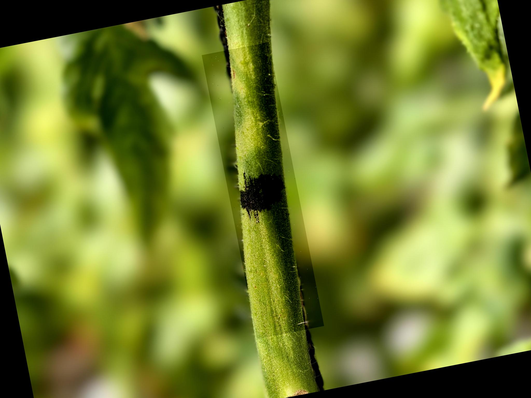 tomato stem Instance Segmentation Model by SGH