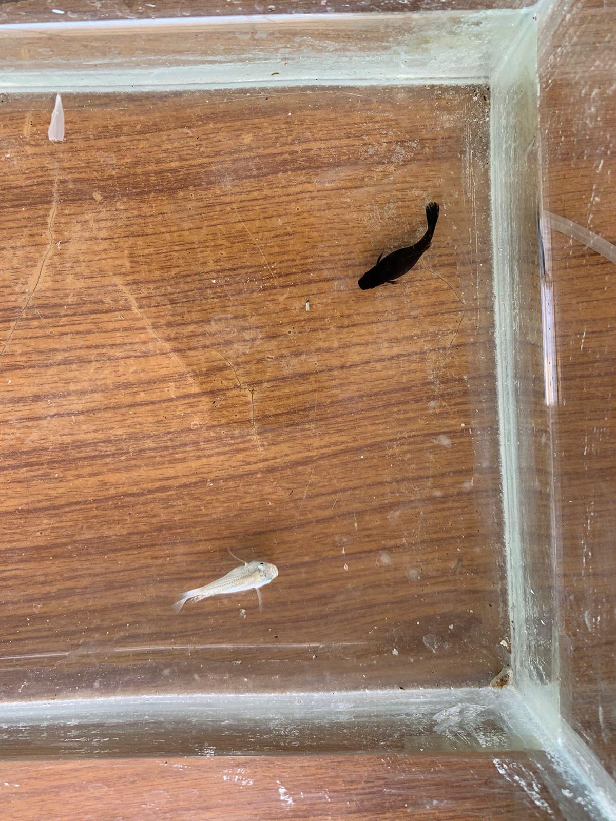 Classification Classification Dataset by Aquaculture