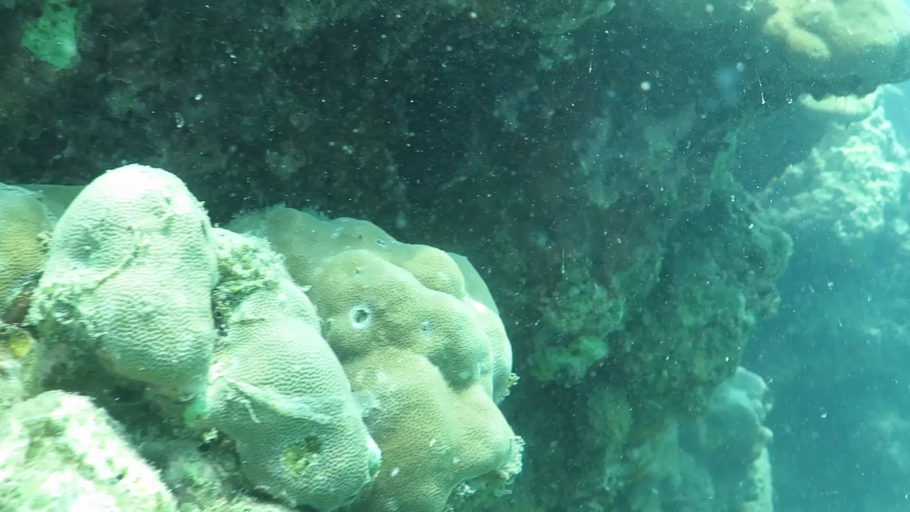 coral and fish Object Detection Dataset by Coral AND Fish