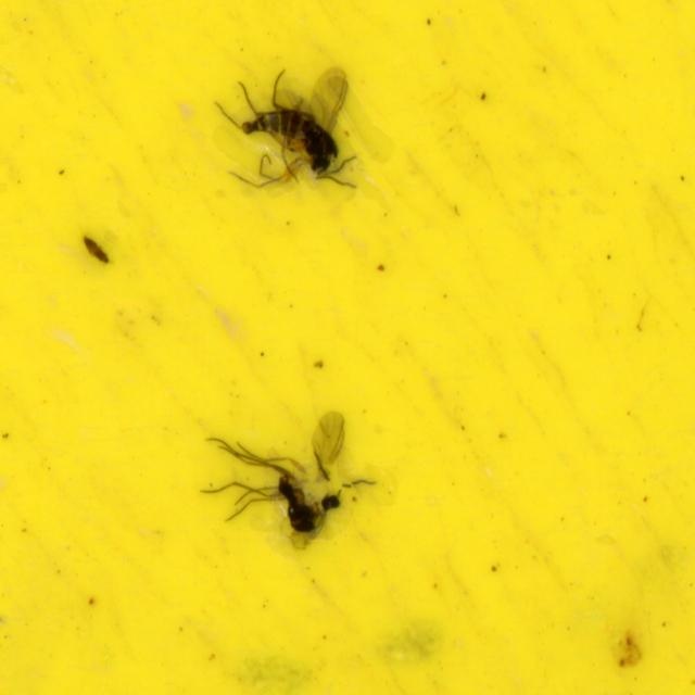 pest_yolov8_dpi1200 Object Detection Dataset by yu