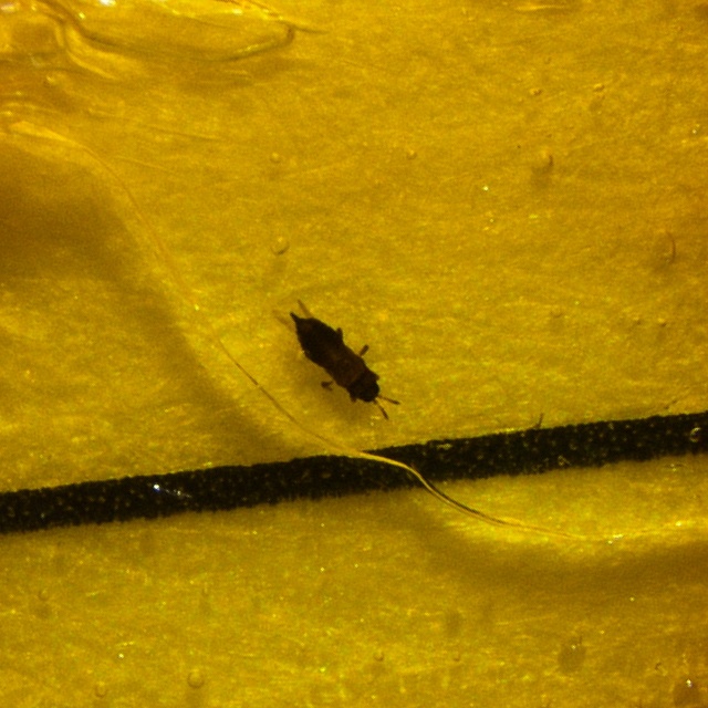 Taoyuan_thrips Object Detection Dataset by yu