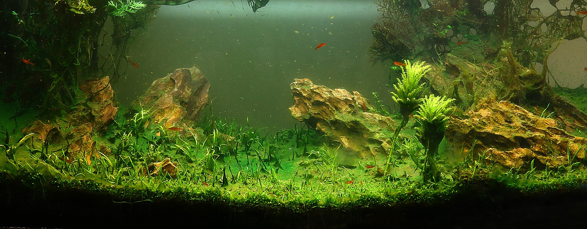 Identify Algae Object Detection Dataset by Ravindu