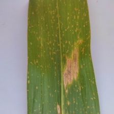 Top Bulai_daun_jagung Datasets and Models | Roboflow Universe