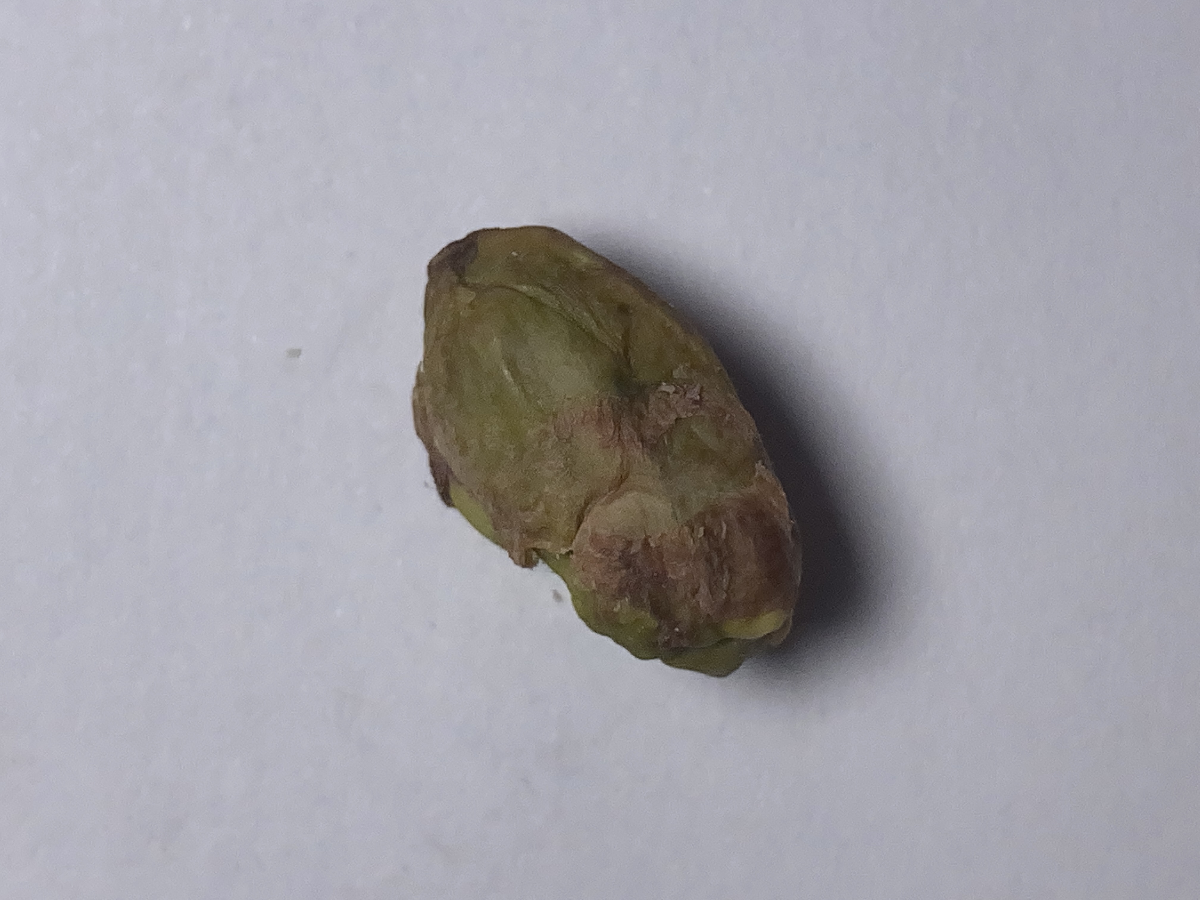 Nut Classification Classification Dataset and Pre-Trained Model by NutsworkshopMU