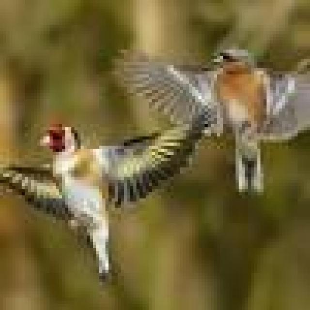 Birds Detection Object Detection Dataset And Pre Trained Model By Birds