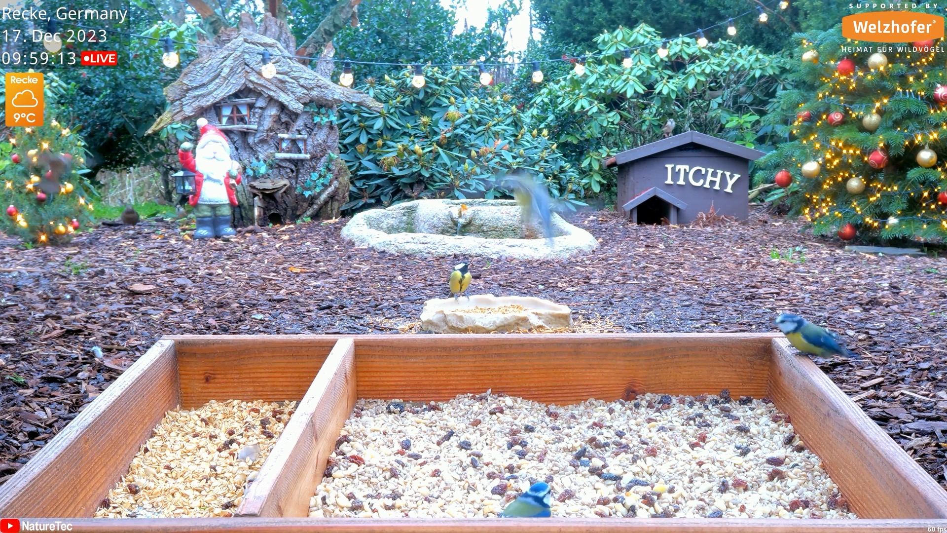 Identify birds in camera stream 2 Object Detection Dataset and Pre-Trained Model by Birds1