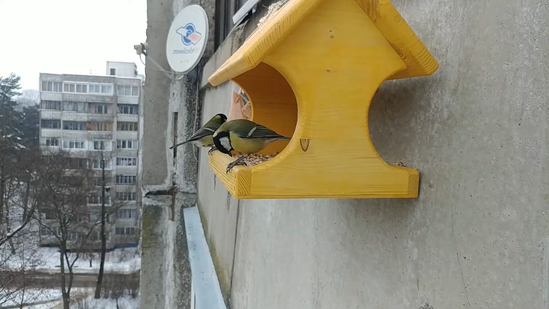 Birds Detection Object Detection Dataset And Pre Trained Model By Birds1
