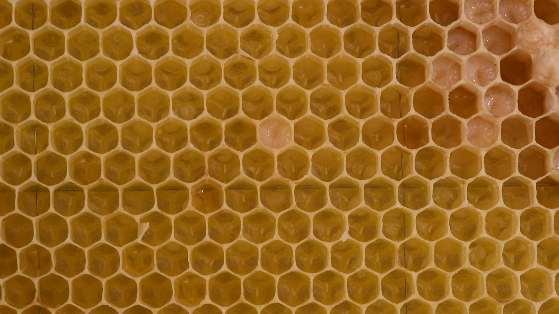 YOLO_bee Object Detection Dataset and Pre-Trained Model by bee