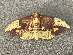 imperial control group Instance Segmentation Dataset by Imperial ...