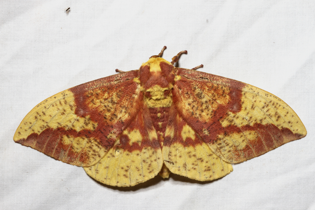 imperial control group Instance Segmentation Dataset by Imperial ...