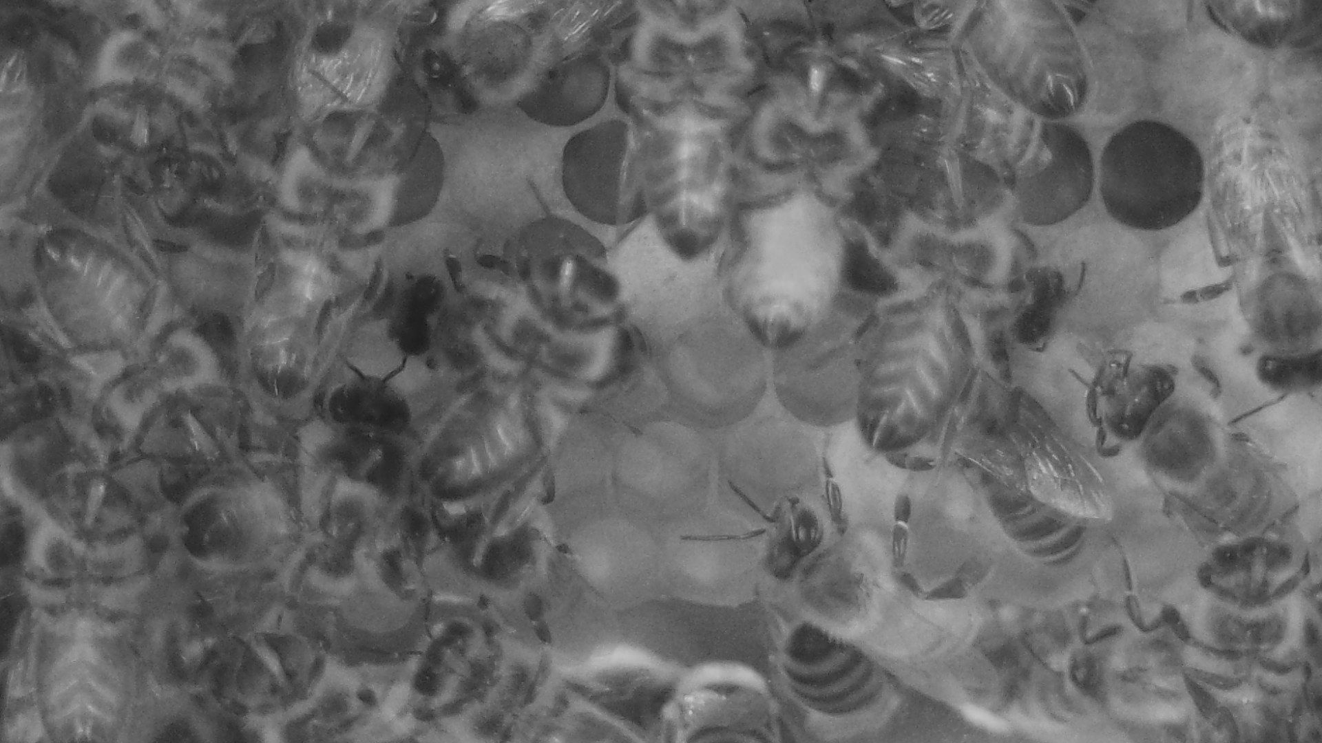 ROBOROYALE 27TH MARCH Object Detection Model by EceRoboRoyale