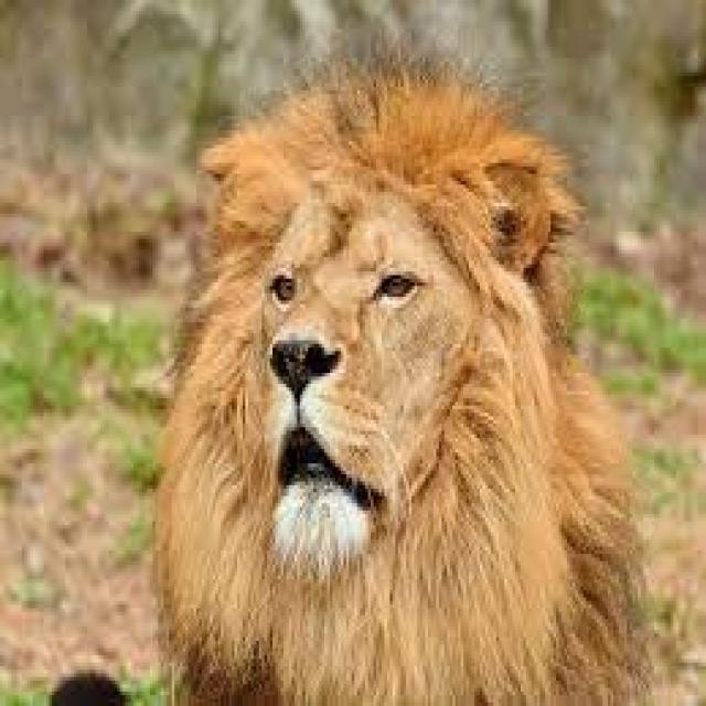 107_Assignment_Animal_Dataset Object Detection Dataset by mintheinwin