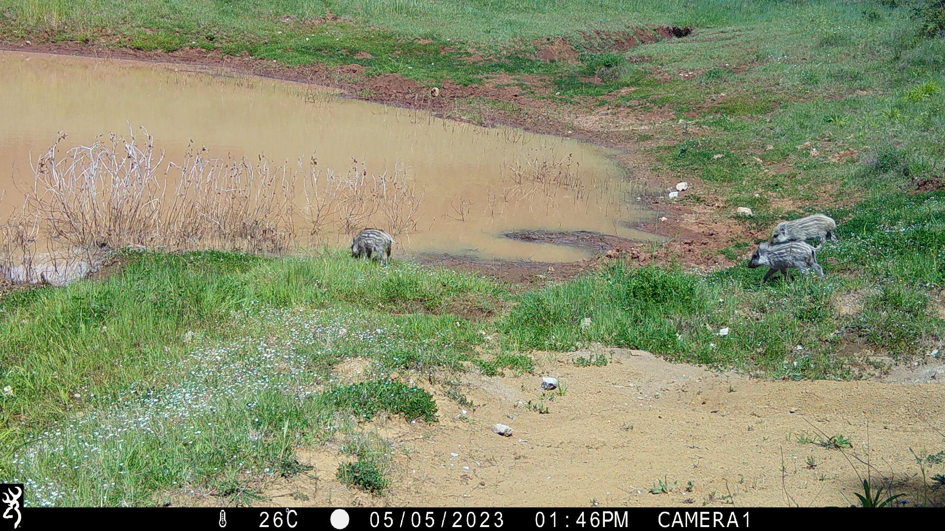 WB-Detection-2 Object Detection Dataset by UNITUS