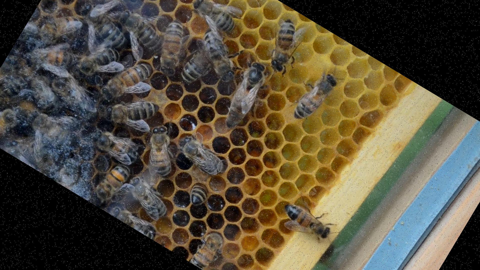 Bees_Final Instance Segmentation Model by Hicham Bouzalim