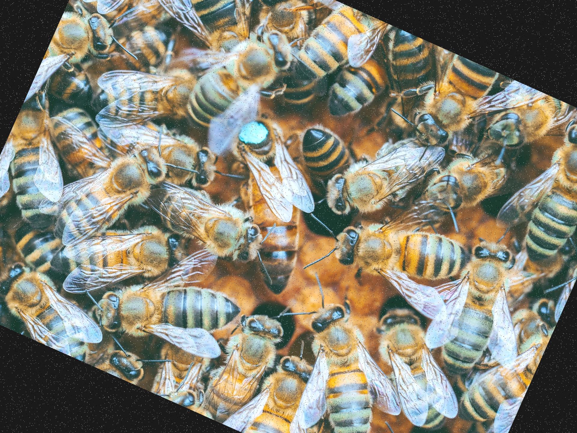 Bess Detection Instance Segmentation Dataset by Hicham Bouzalim