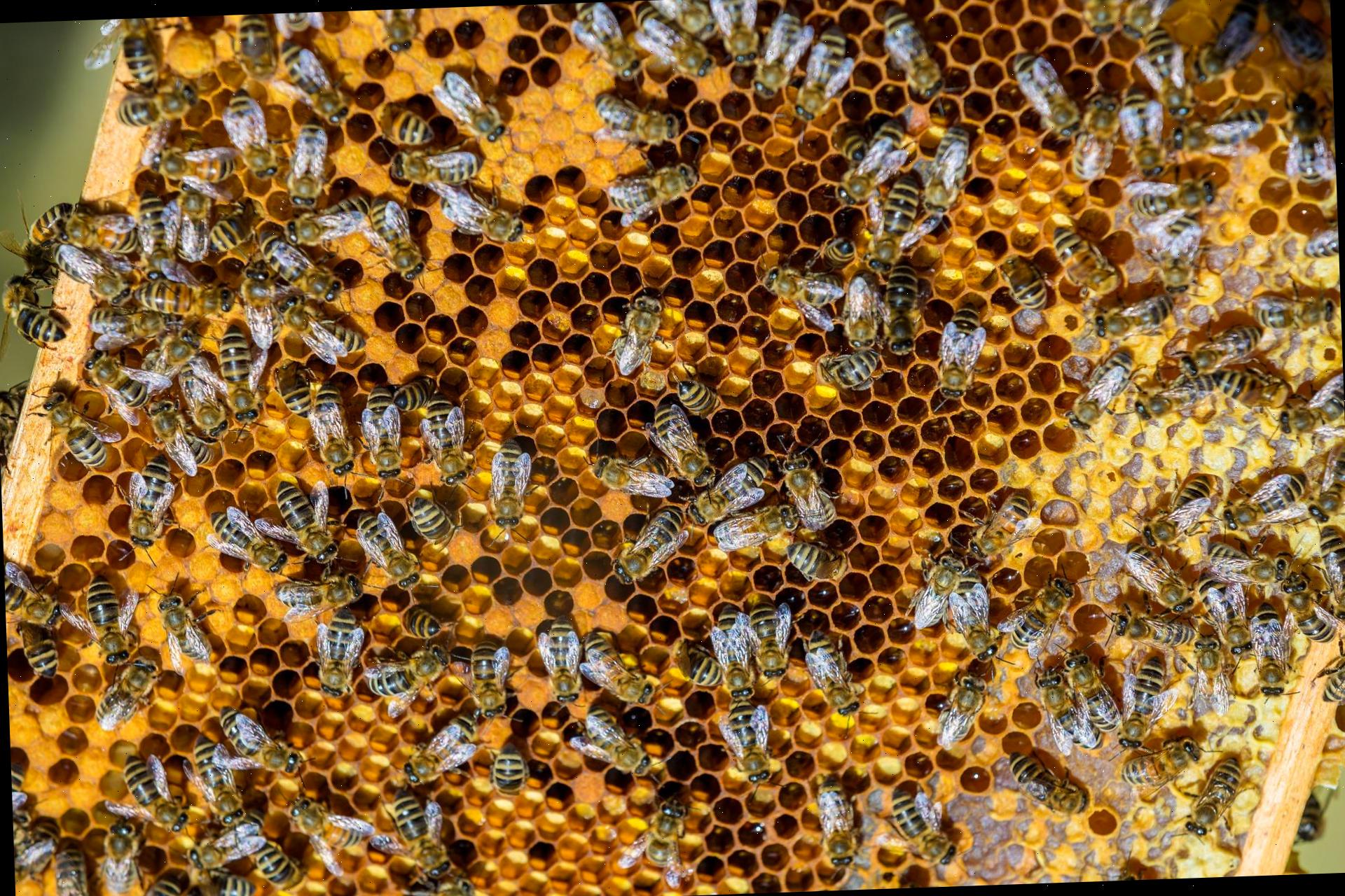 Cells_Final Instance Segmentation Dataset by Hicham Bouzalim