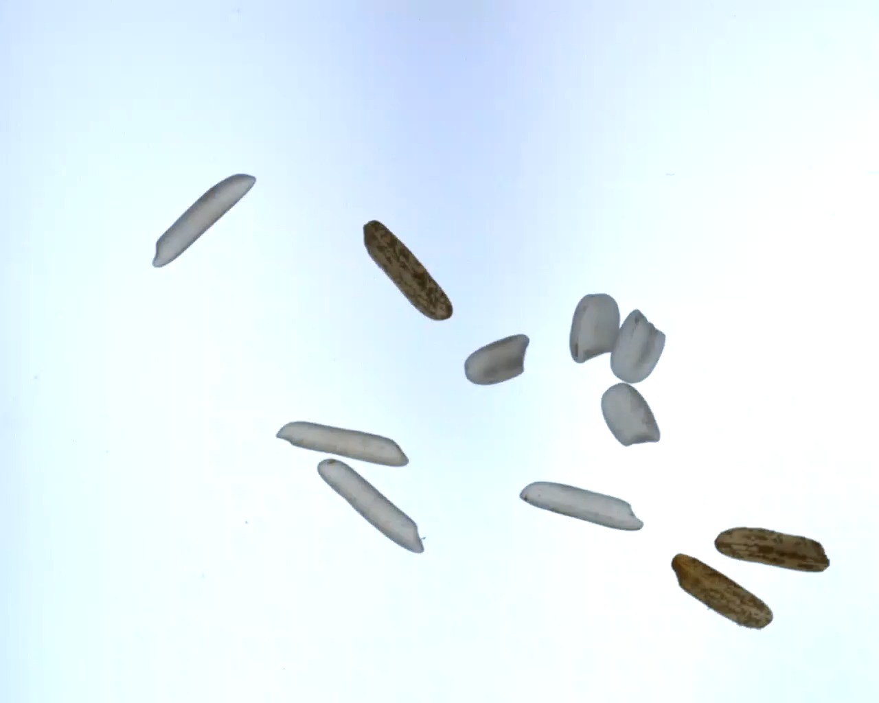 Counting Rice Grains Object Detection Model By Asia Pacific University