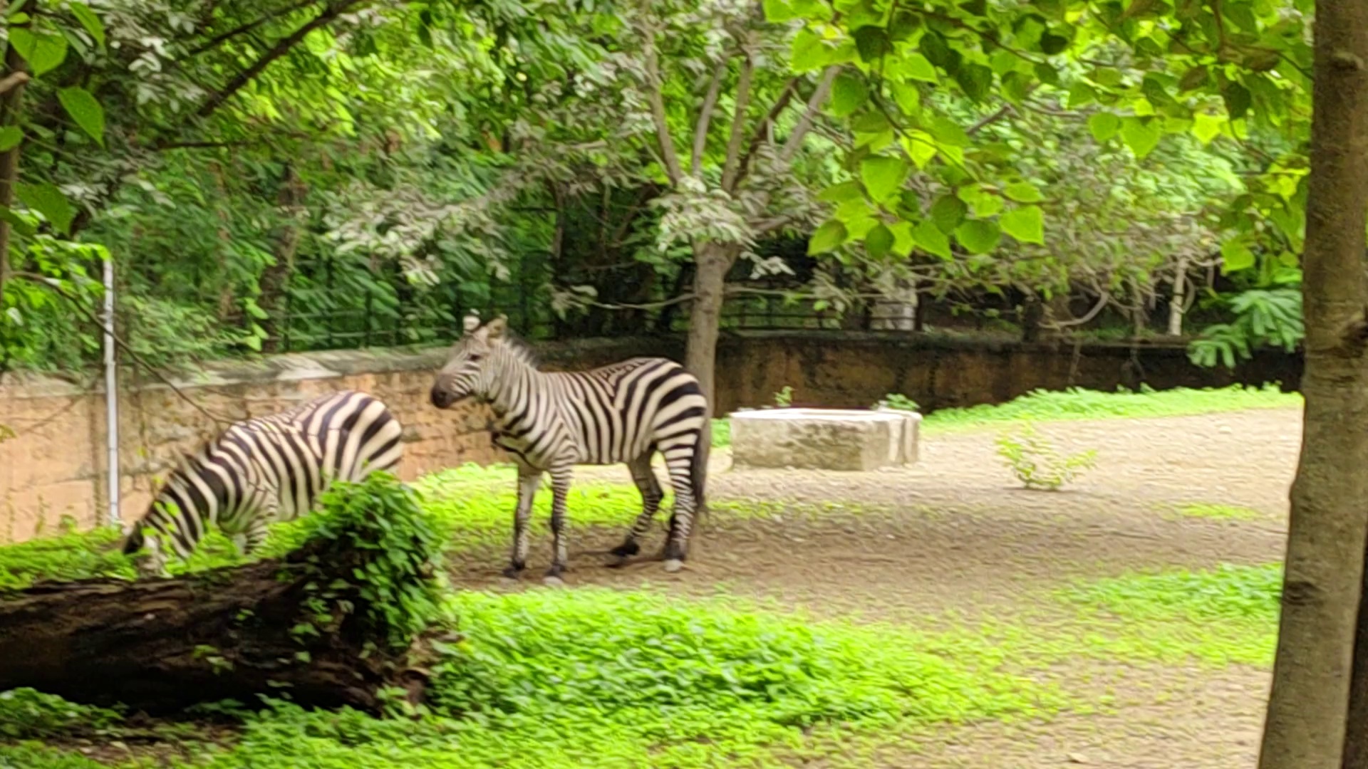 Animal Detection 7 Object Detection Dataset and Pre-Trained Model by Final Project