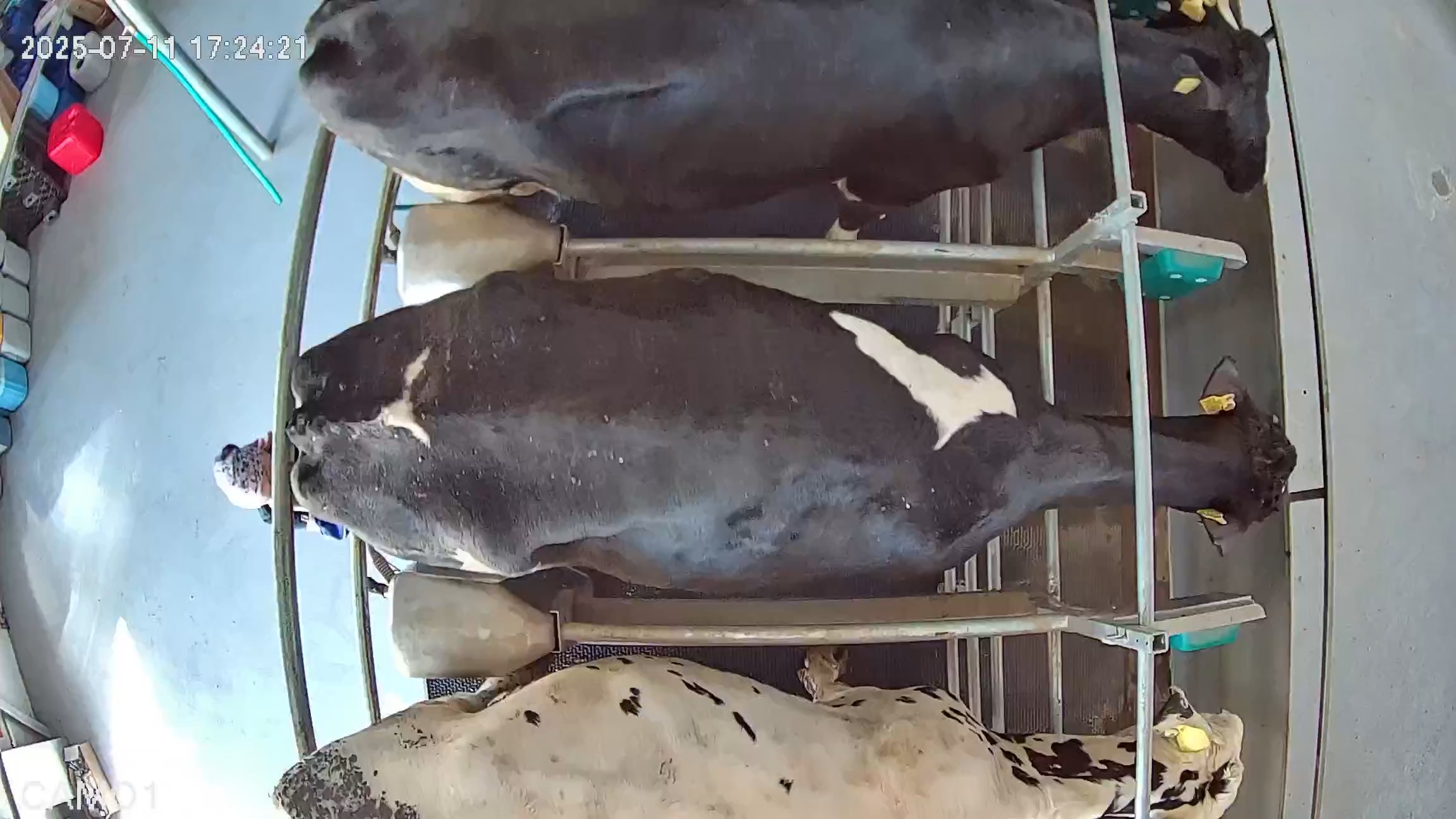 COW U Keypoint Detection Dataset by pen