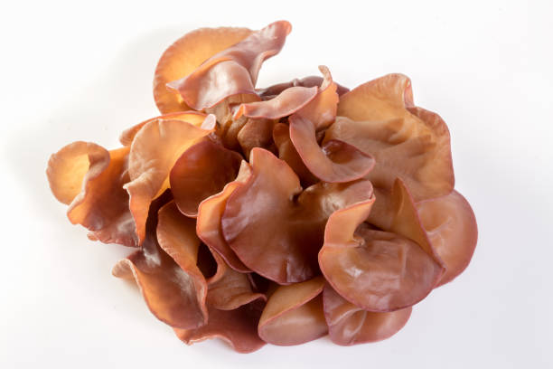 (project-kliyn) - Roboflow Universe