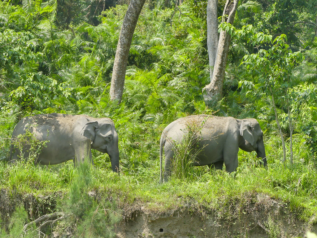 Object Detection Object Detection Dataset And Pre Trained Model By Fyp