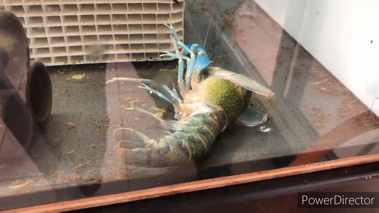 Lobsters Molting Object Detection Dataset By Mark