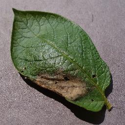 potato Instance Segmentation Dataset by UPC