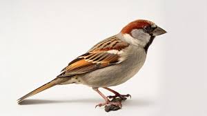 Bird recognition model Classification Dataset and Pre-Trained Model by Ting