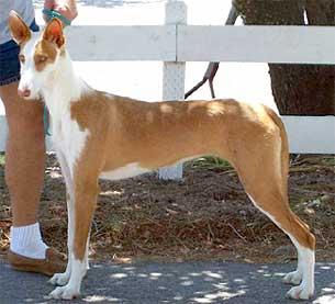 pets Object Detection Dataset by pets