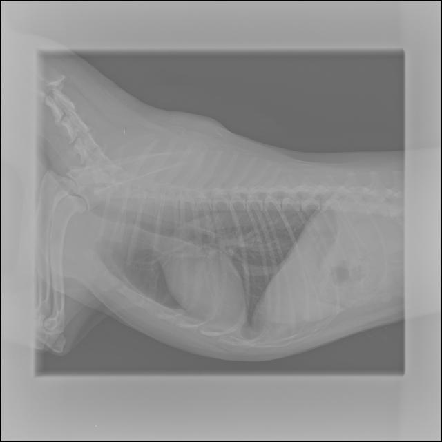 vhs_dogs_dataset Instance Segmentation Dataset by aivancity