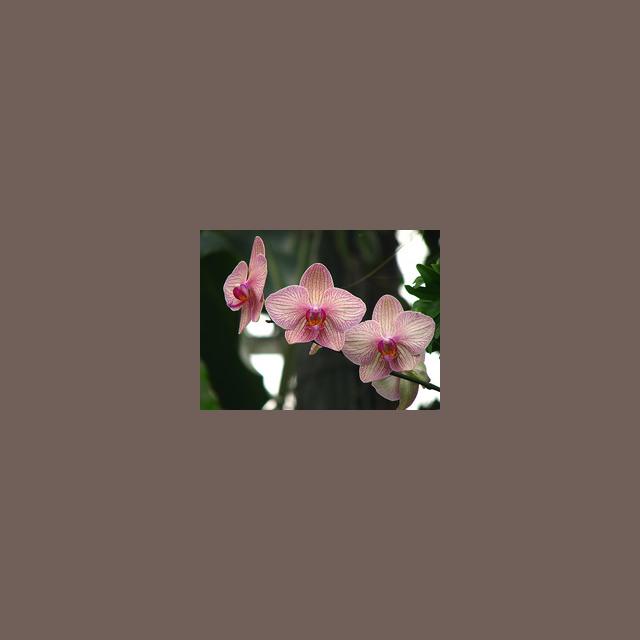 Flower Type Detection Object Detection Dataset And Pre Trained Model By