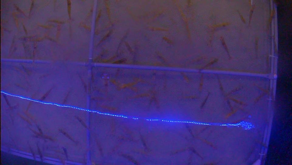 Shrimp Yolo Object Detection Dataset By Monitorshrimp