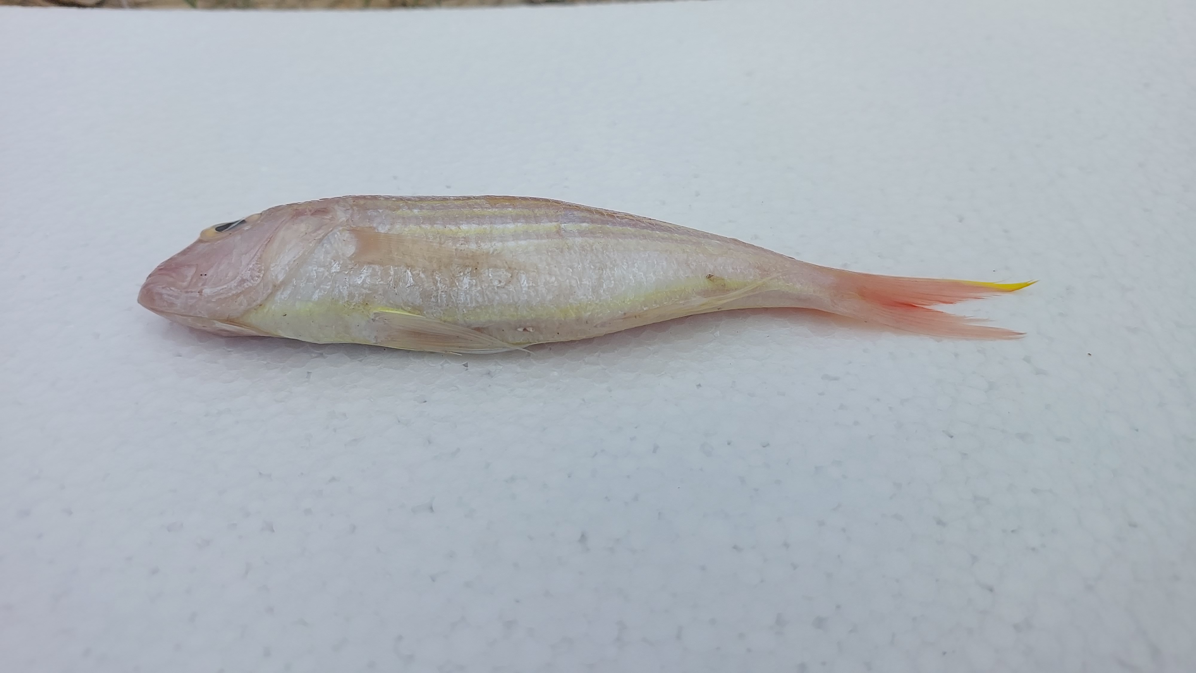 Ikan Object Detection Dataset by RKISmart Fisheries