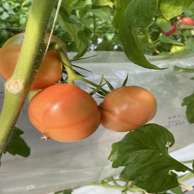 Practice (practice-cm1zw) - Roboflow Universe