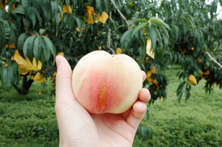 Fruit Detection Object Detection Dataset And Pre Trained Model By Yolov7test