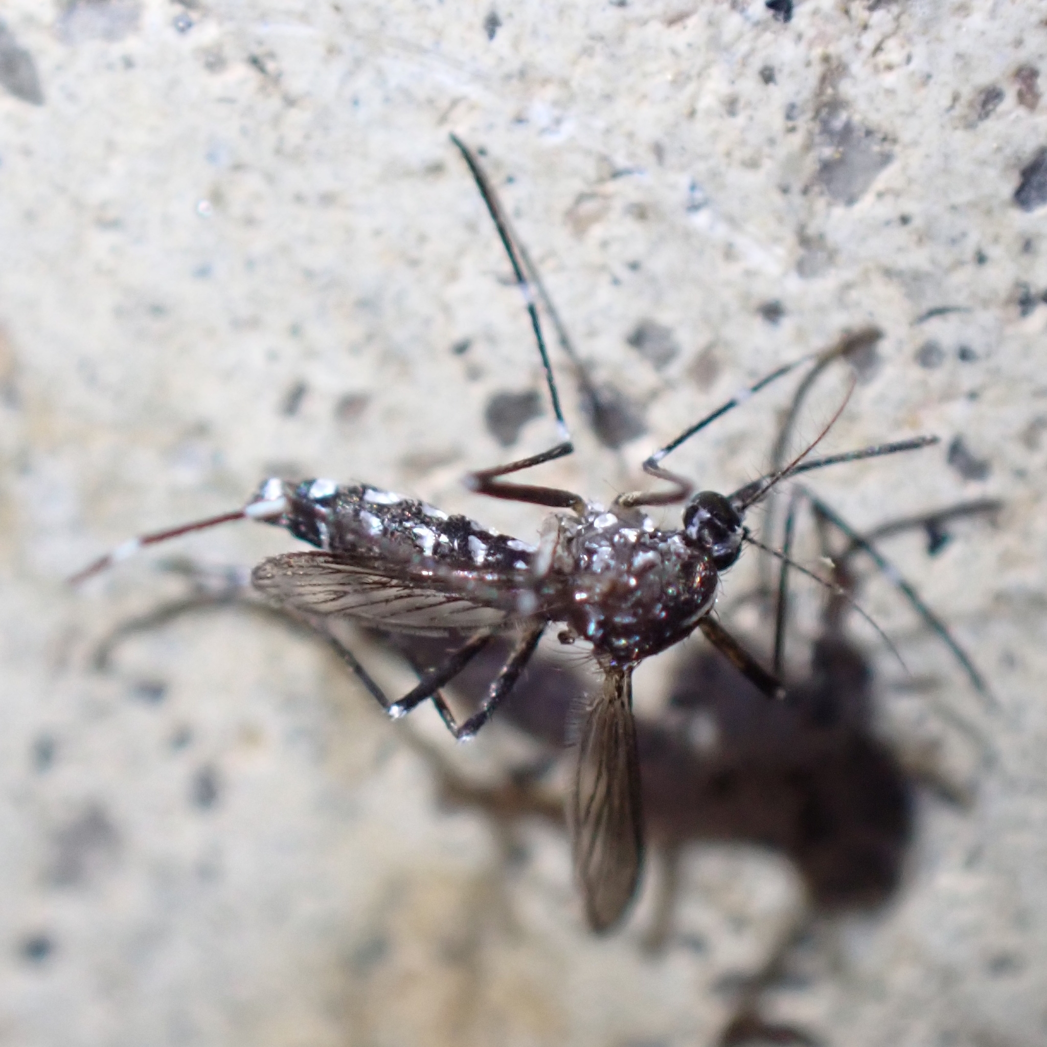 mosquito Object Detection Dataset by tickcitizenscience