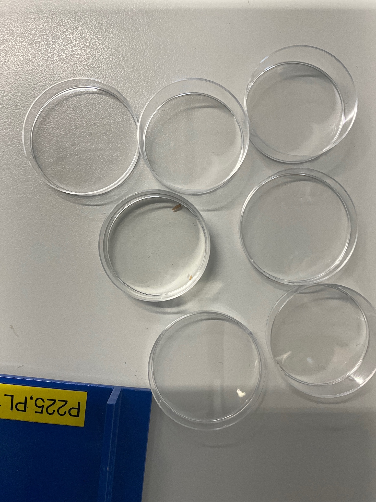 Planarians Object Detection Model By Planarians 9741