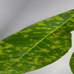 Rubber Leaf Disease Classification Dataset by FYP Rubber Leaf