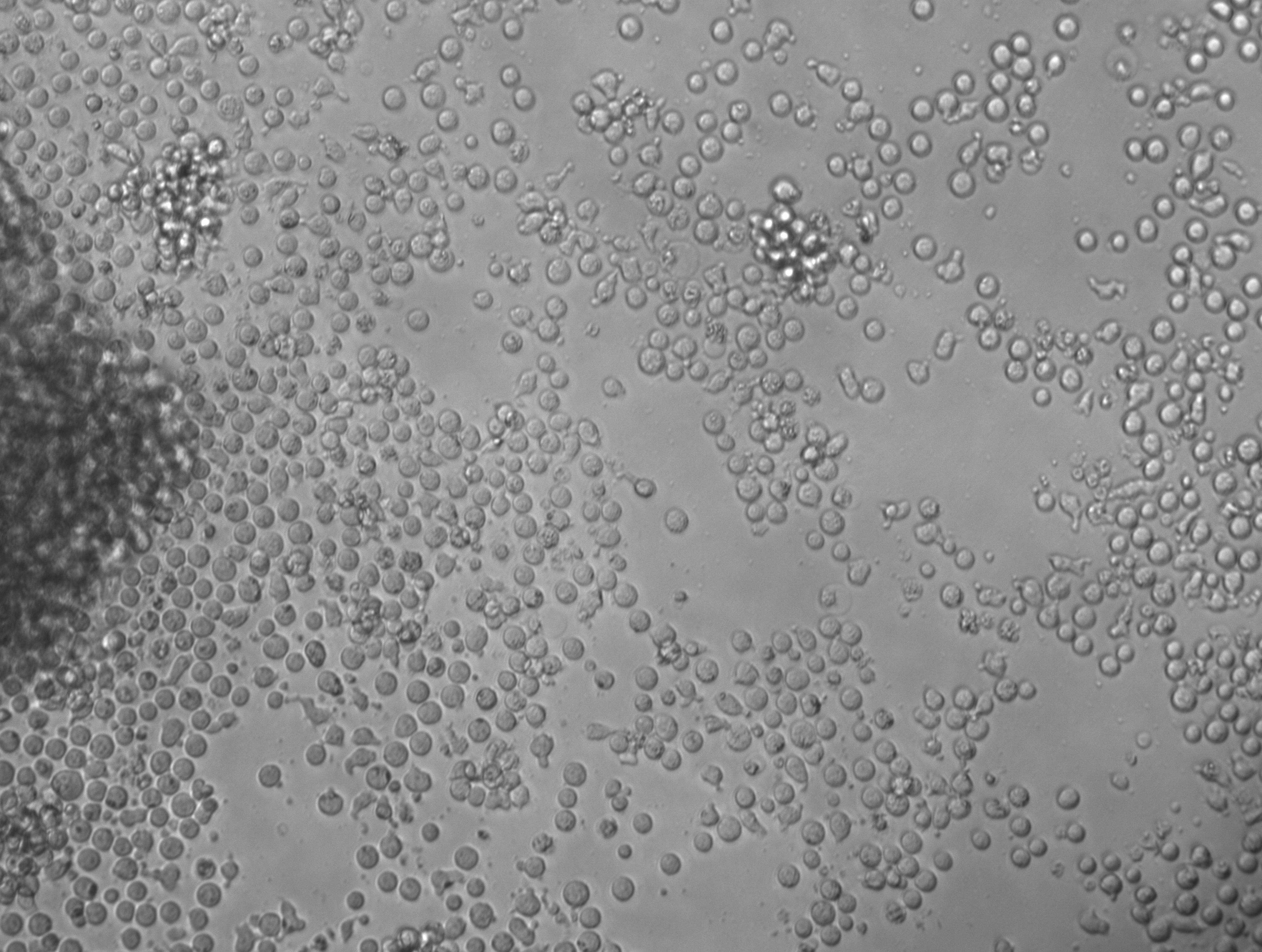 final_dist Object Detection Dataset by thesis