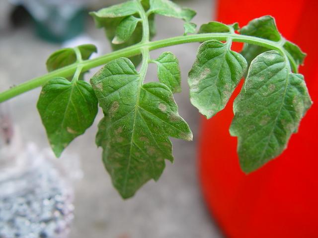 GHT Object Detection Model by FGHYT