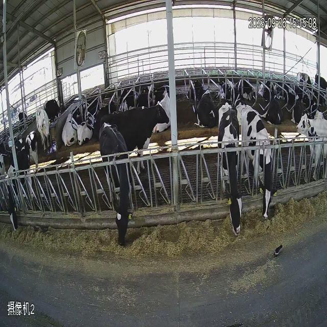 Cattle Pose - Roboflow Universe