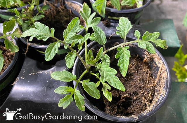 Tifan Object Detection Dataset by Kashish