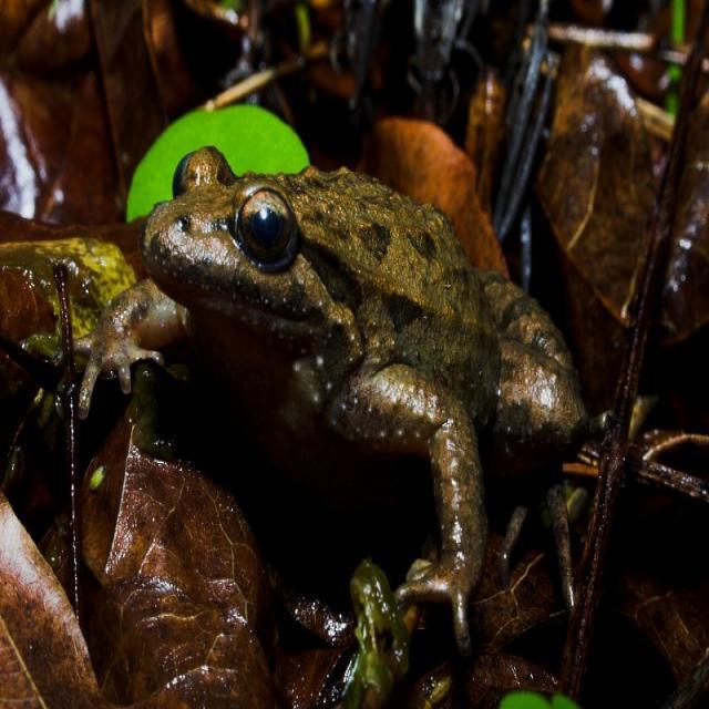 hello Object Detection Dataset by Samsung