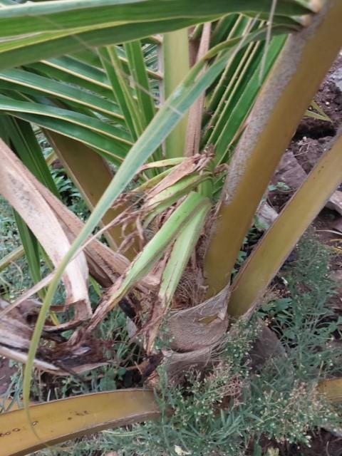 Coconut Tree Disease Object Detection Model By Phanidhar Reddy