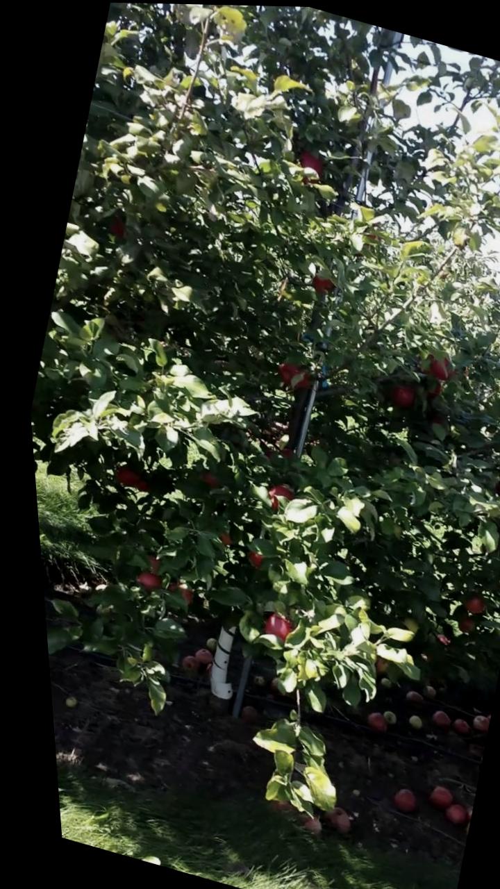 Apple Detection And Counting Object Detection Dataset And Pre Trained Model By Projects
